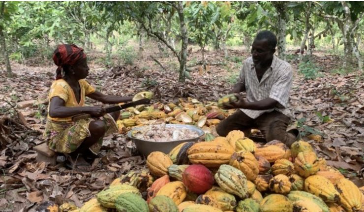 New Nestlé Incentives To Stop Child Labour, Kids In School, Cocoa ...